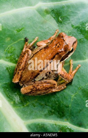 The Southern Brown Tree Frog also known as the whistling tree frog and ...