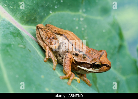The Southern Brown Tree Frog also known as the whistling tree frog and ...
