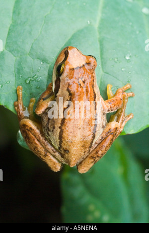 The Southern Brown Tree Frog also known as the whistling tree frog and ...