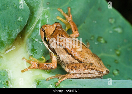 The Southern Brown Tree Frog also known as the whistling tree frog and ...