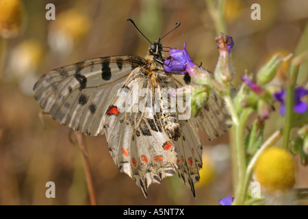eastern festoon , Zerinthia cerisy Stock Photo - Alamy