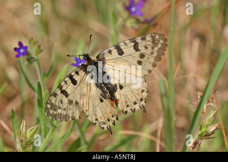 eastern festoon , Zerinthia cerisy Stock Photo - Alamy