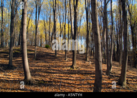 Carolinian Forest in the Niagara Escarpment. Woodend Conservation Area ...