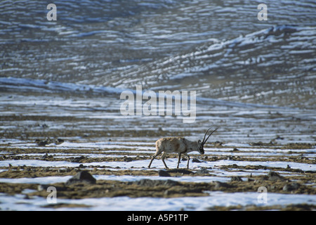 Chiru Pantholops hodgsonii an endangered Tibetan antelope Chang tang ...
