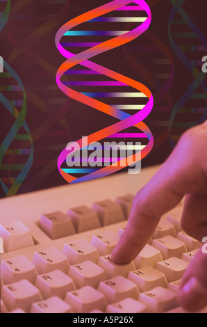 B-DNA (b-deoxyribonucleic acid) molecule. Computer model showing the ...