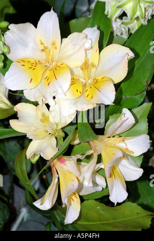 Beautiful Easter lily flower leaves with dew drops Stock Photo - Alamy