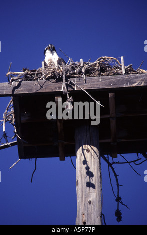 Man-made Osprey nesting platform Stock Photo - Alamy