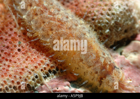 Close up of colony of Bryozoa (Moss Animals, Sea Mats, Ectoprocts ...