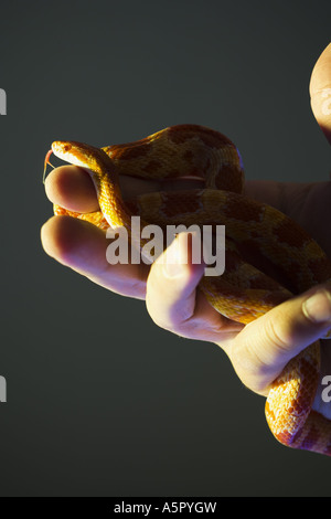 A hand holding a snake Stock Photo - Alamy