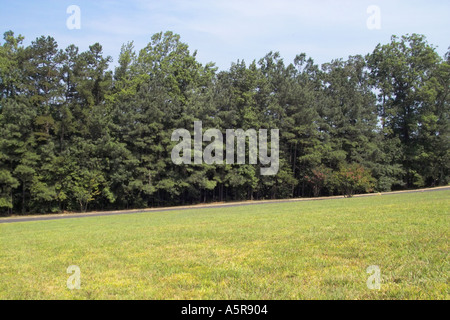 Treeline wtih Trees and Grass Stock Photo - Alamy