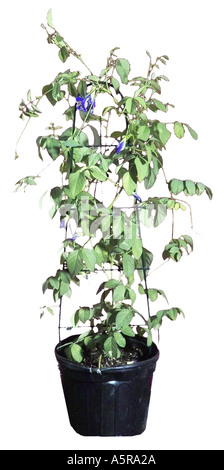 Morning Glory tall Pot Stock Photo - Alamy