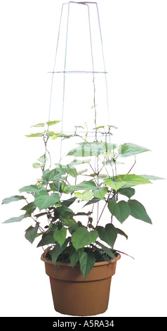 Morning Glory tall Pot Stock Photo - Alamy