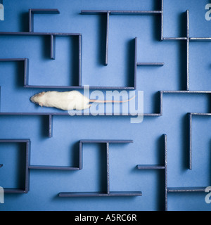 Close up of a mouse in a maze Stock Photo - Alamy