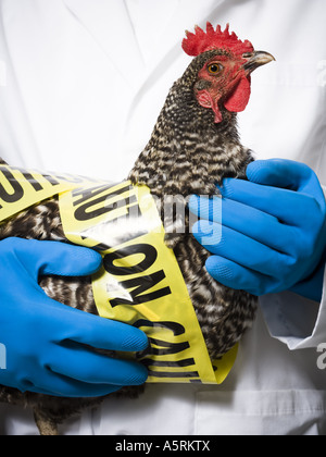 Animal researcher holding infected chicken Stock Photo - Alamy