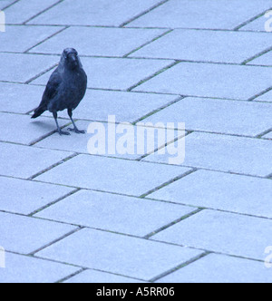 Bird on pavement Stock Photo - Alamy