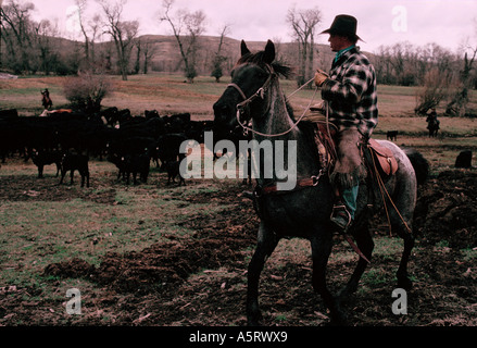 Cowboy rounding up cattle for branding near Emmett Idaho Stock Photo ...