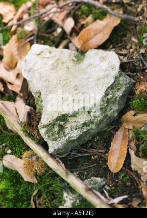 Overhead shot of moss and autumn leaves on the land under bright ...