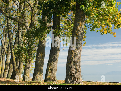 Trees With Fall Color Line Riverbank and Blue Sky With Puffy White ...