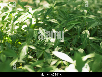 Full Frame Green plant periwinkle, leaves foliage nature background ...