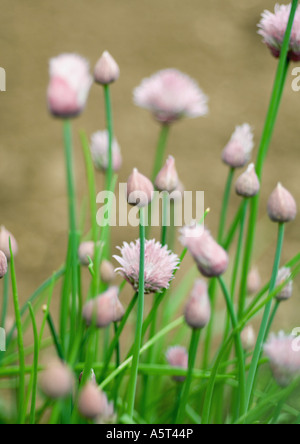 Close up of chives in bloom Stock Photo - Alamy