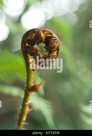 Close-up of fiddlehead fern Stock Photo - Alamy