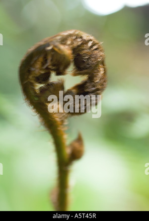 Close-up of fiddlehead fern Stock Photo - Alamy