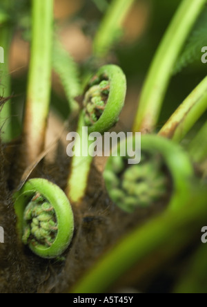 A selective focus shot of a green fern plant branch in an autumn forest ...