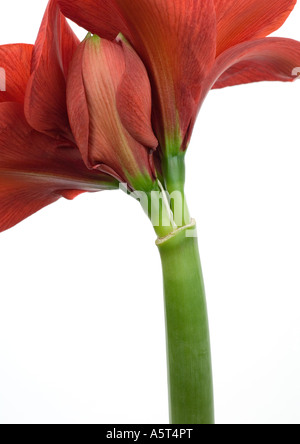 Extreme close up view of a amaryllis flower temple Stock Photo - Alamy