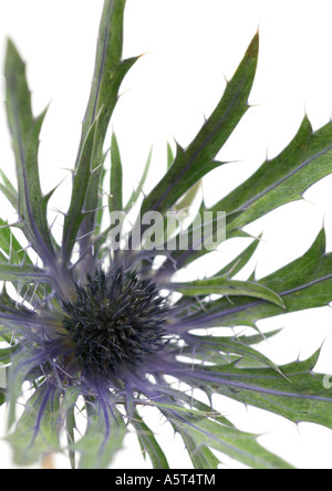 Thistle flower on nature background Stock Photo - Alamy