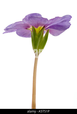 Primrose Flower- Low angle close up view of Primrose flower Broadway ...