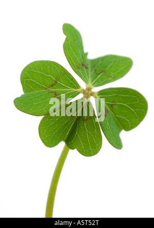 Green shamrock plants in wood in the winter morning with dew drops on ...