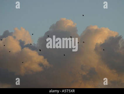 Birds flying in the sky Stock Photo - Alamy