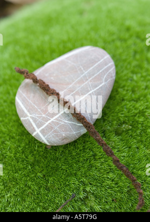 Selective focus shot of moss on the land and tree trunks under bright ...