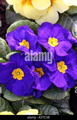 HORTICULTURE. PRIMULA. PRIMROSE. POLYANTHUS GROUP Stock Photo - Alamy