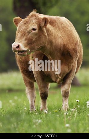 German Angus - cow with calf Stock Photo - Alamy