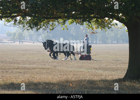 Shire Horses Harrowing Stock Photo - Alamy