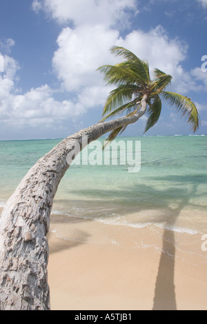 Hawaii, Palm Tree Leaning Over Beach, Polarized Sky, Turquoise Ocean ...