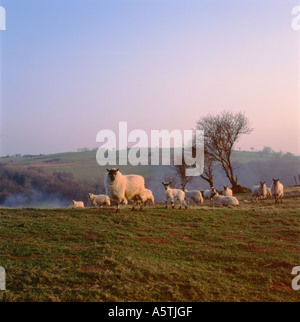 Welsh hill Speckled face sheep head Stock Photo - Alamy