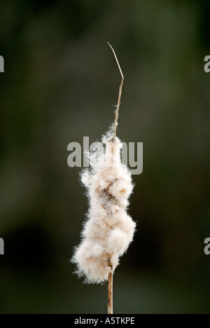 Greater Reedmace (Typha latifolia). Winter. Calthorpe Broad. Norfolk ...