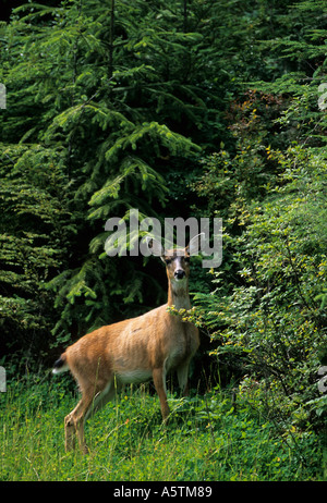 Sitka Blacktail Deer (Odocoileus hemionus sitkensis) in old growth ...