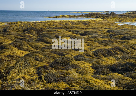 Seaweed Southeastern Coast Nova Scotia Canada Stock Photo - Alamy