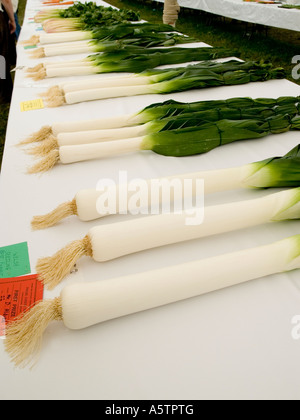 First prize winning leeks at the Leek Show Beamish museum north east ...