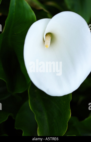 Flowering Calla Lily in Bloom Stock Photo - Alamy