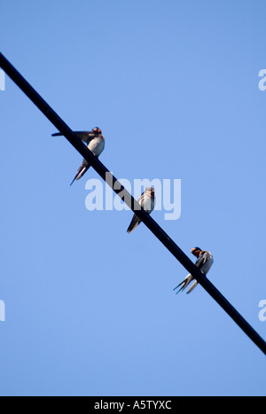 Sparrows on a power line Stock Photo - Alamy