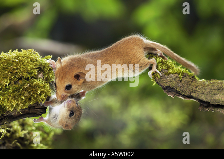 Common dormouse (Muscardinus avellanarius) . Mother with young on ...