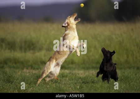 Labrador retriever dogs playing Stock Photo - Alamy