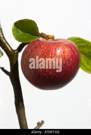 COMMON NAME: Apple tree LATIN NAME: Malus Stock Photo - Alamy