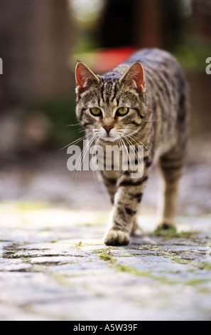 Domestic tabby cat Stock Photo - Alamy