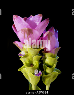 Curcuma Thai Tulip Ginger plant growing in woodland Thailand Stock ...