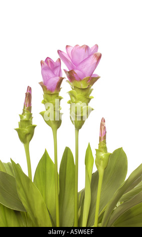 Curcuma Thai Tulip Ginger plant growing in woodland Thailand Stock ...